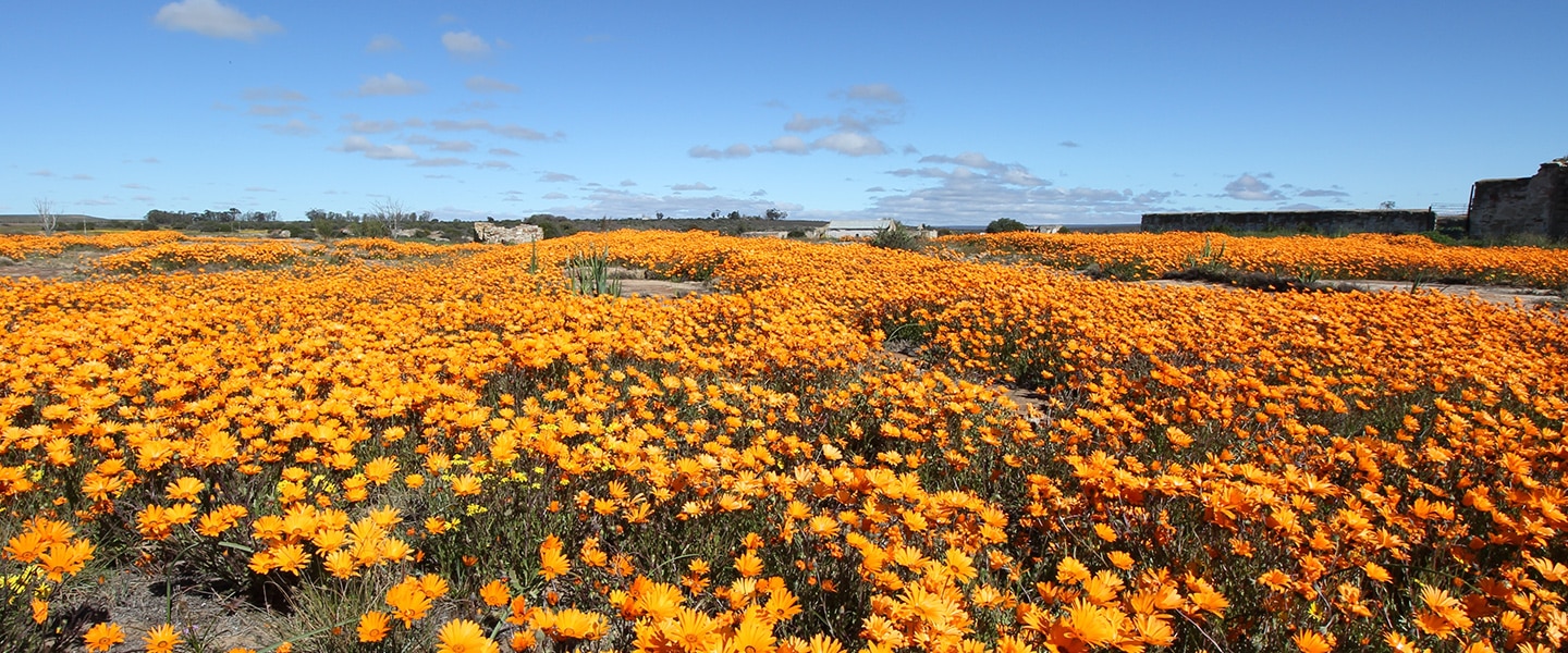 A blanket of flowers during the West Coast wildflower season
