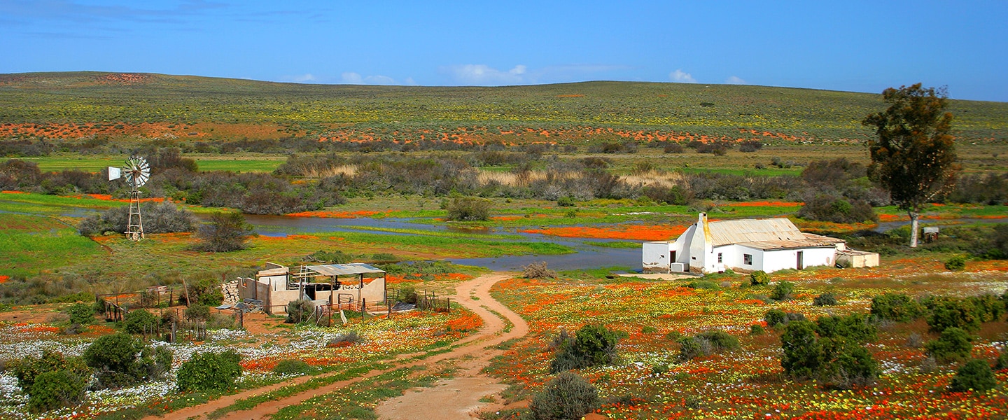 The West Coast wildflower wonderland