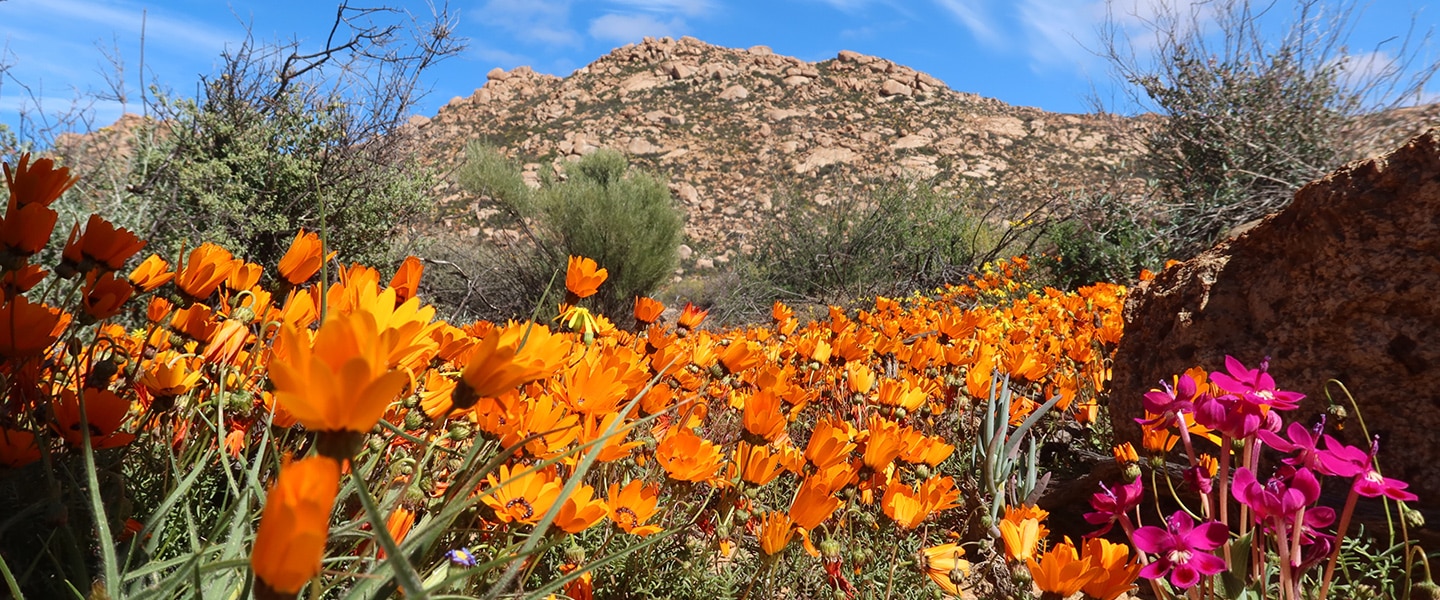 The West Coast Wildflower wonderland